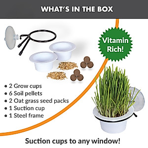 K&H Pet Products EZ Mount Cat Grass Grow Station for Window - Healthy Home Grown Grass Cat Kit for Bored Indoor Adult Cats, Pairs Purr-fectly with Cat Window Perches, Farmed in USA Non-GMO Grass
