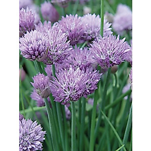 Burpee Common Chives Seeds 1000 seeds