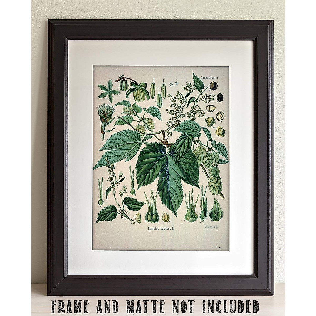 Hops Plant - 11x14 Unframed Art Print - Makes a Great Home Bar Decor and Gift Under $15 for Home Brewing Beer Makers