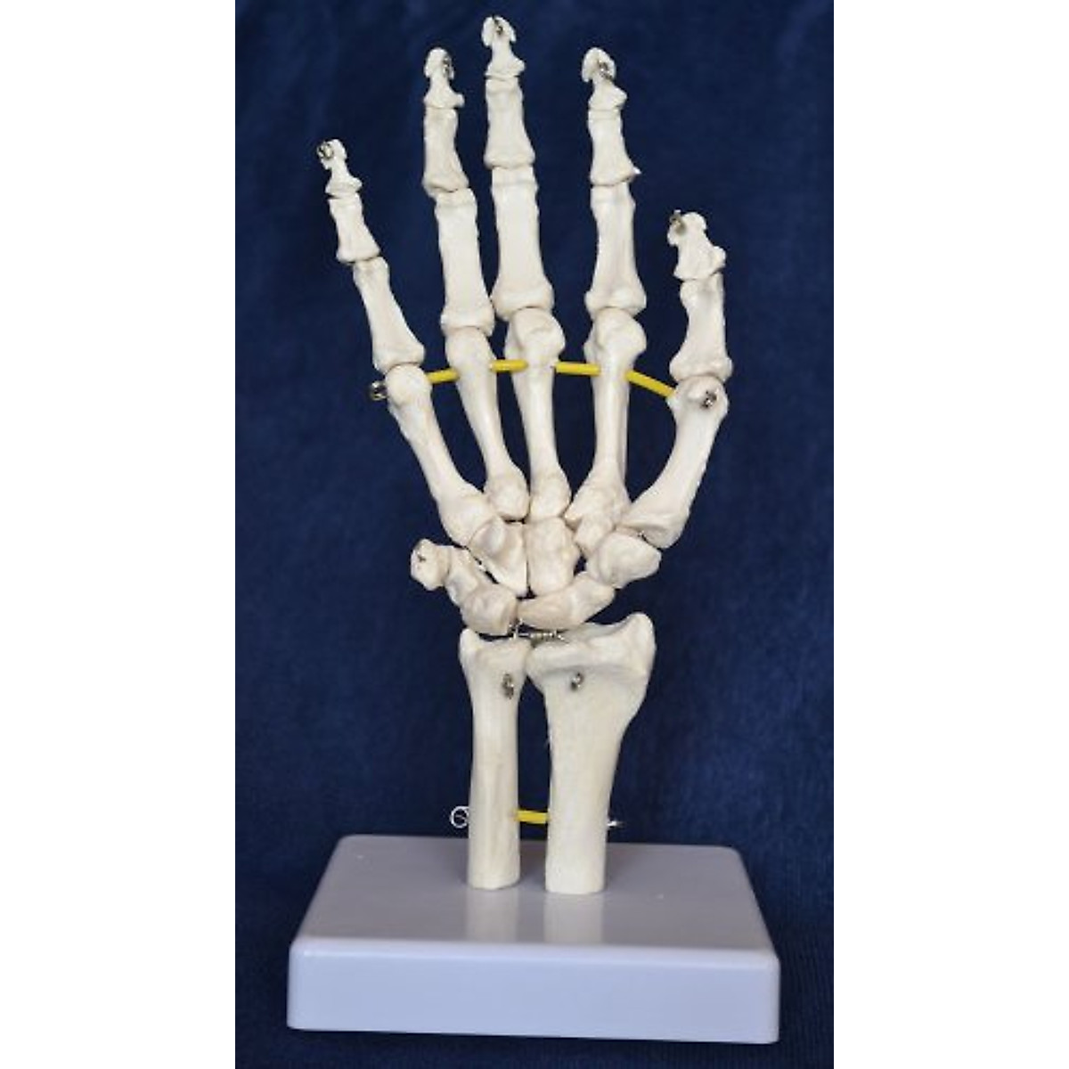 Wellden Product Medical Anatomical Hand Model, Life Size