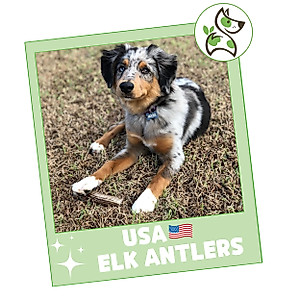 Nature Gnaws USA Elk Antlers for Dogs 5-8" (5 Count) - Mix of Split and Whole Pieces - Long Lasting for Aggressive Chewers - Natural Dog Chew Bones