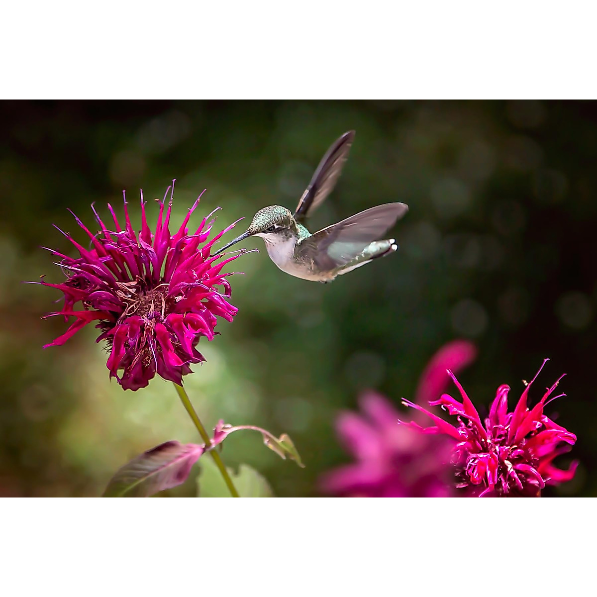 Ladybug Soap Company 5 Piece Set - Natural Travel Size Solid Perfume with Free Embroidered Cotton Bag - Phthalate Free - Rose Garden, Bee Balm, Violet Sandalwood, Gardenia, Tobacco White Santal