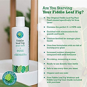 Fiddle Leaf Fig Tree Plant Food for Ficus Lyrata (and Ficus Audrey) – Calcium Fortified, Urea-Free and with NPK Ratio of 3-1-2 for Healthy Roots, Stems and Leaves (8 Ounces))