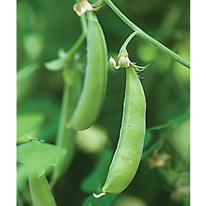 Burpee Sugar Snap Pea Seeds 300 seeds
