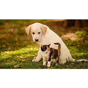 Joint and Hip for Cats - PET Hip and Joint Care - for Cats and Dogs - Healthy Choice - Chewy Treat - msm for Cats - 2 Bottle (240 Chews)