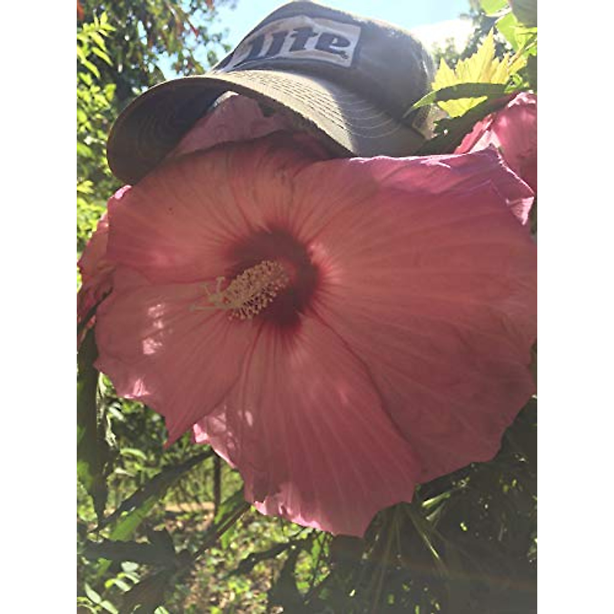1112A-Tropical Hibiscus, Giant Pink (Hibiscus rosa-sinensis) Seeds by Robsrareandgiantseeds UPC0764425787105 Non-GMO,Organic,USA Grower, Cold Hardy, 1112-A Package of 10 Seeds