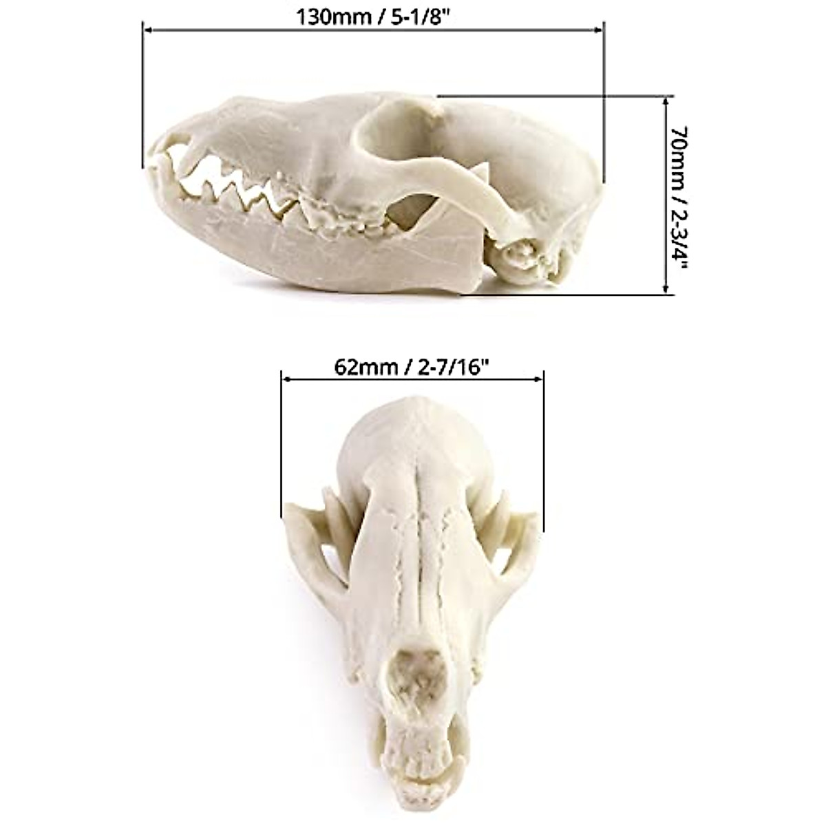 QWORK Fox Skull, Realistic Animal Skull Bones Fox Head Skeleton Natural Teeth Bone Specimen Model for Home Collectible Decoration Halloween Party