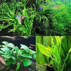 Mainam 4 Different Anubias Nana Amazon Sword Java Fern Windelov Hornwort Tropical Freshwater Live Aquarium Plant Decorations 3 Days BUY2GET1FREE