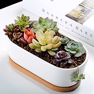 CHUXAY GARDEN 300 Seeds Mix Bonsai Succulent Plant Seeds Hardy Ornamental Livestone Grows in Just Weeks Low-Maintenance Great for Window