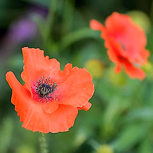 Bee and Butterfly Wildflower Seeds - Bulk Flower Seed Mix with Over 30,000 Premium Seeds- Stunning Blooms - Attracts Pollinators, Bees, Butterflies - Perennial, Annual