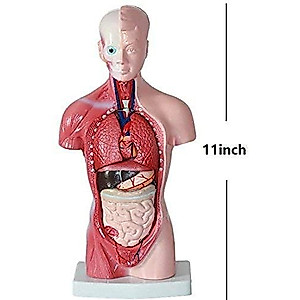 11 Inch Human Torso Anatomy Model Anatomical Organ Structure Model,15 Detachable Aparts Excellent Mediacal Teaching Supplies and Leaning Tools