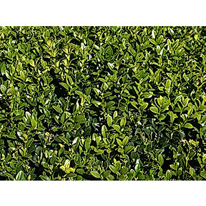 Heirloom Boxwood, Buxus Sempervirens, 30 Seeds, (Hardy Evergreen, Topiary, Hedge, Bonsai)