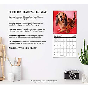 What Cats Teach Us 2021 Mini Wall Calendar