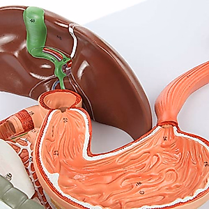 Axis Scientific Human Digestive System Model | Half Life-Size Digestive System Displays Opened Organs | Includes GI-Tract and Colon | Includes Product Manual