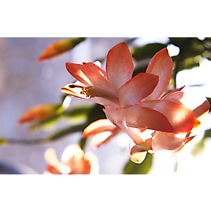 2" Peach Color Christmas Cactus Live Plant. (Peach)