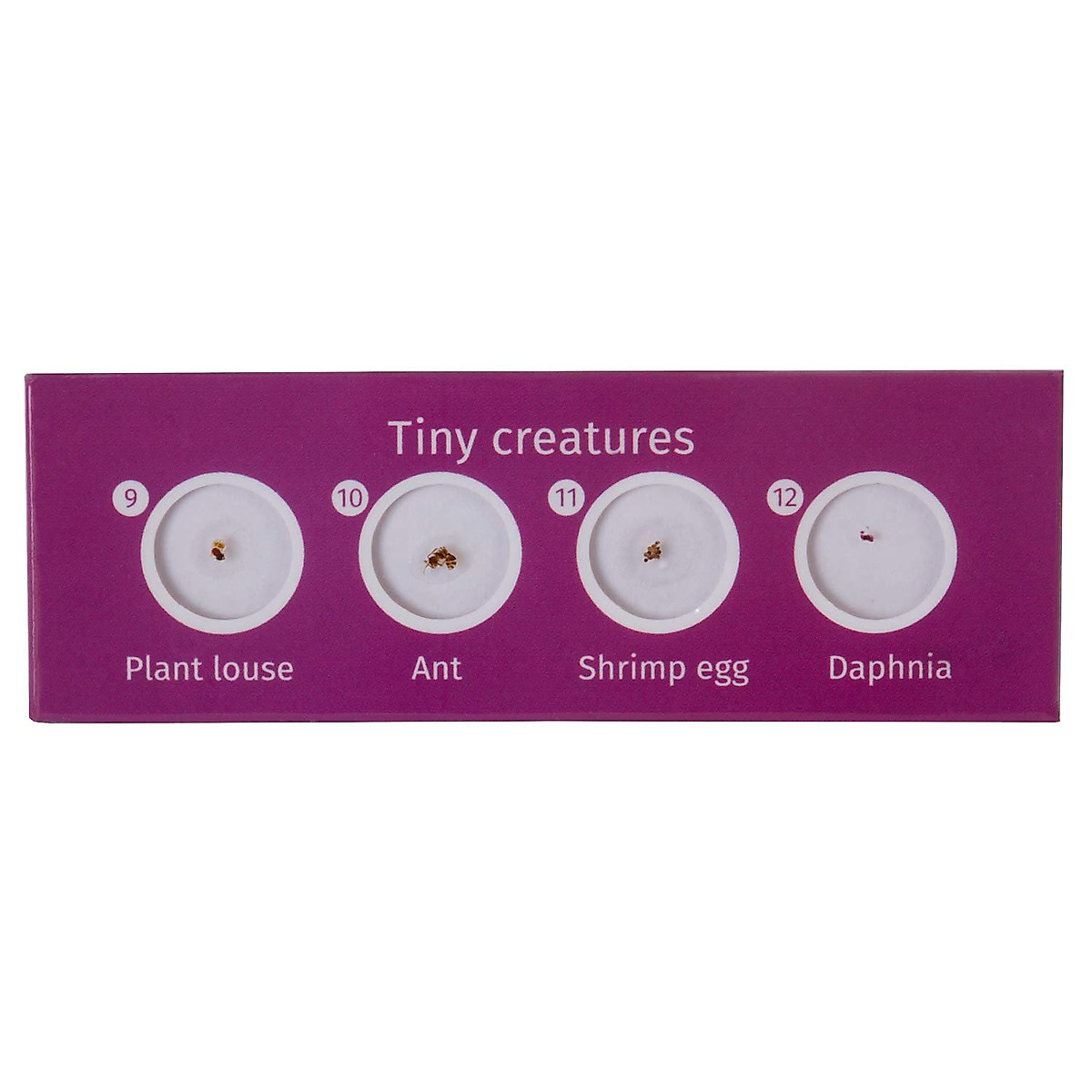 Levenhuk LabZZ CP24 Creatures and Plants Prepared Microscope Slides Set for Kids Children and Students Education