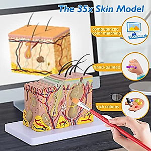 faruijie Human Skin Model 35x - 35 Times Skin Structure Anatomical Model Skin Color Model Teaching Medical Model