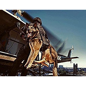 NutraFitz Hip Bone and Joint Supplement for Dogs -Glucosamine Chondroitin for Dogs, MSM, Organic Turmeric - Hip Dysplasia, ACLs - Best Dog Joint Supplement for Joint Support - 120 Tablets