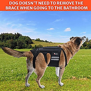 Dog Back Brace for Dogs Arthritis, Dogs Back Disease Prevention, Pet Back Bracer, Surgical Recovery and Rehabilitation Back Protector Helps Pain Relief (Small)