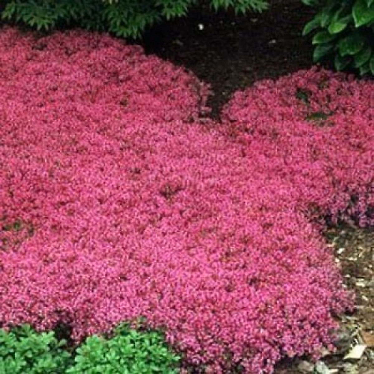 Outsidepride Perennial Thymus Serpyllum Magic Carpet Dwarf Creeping Thyme Ground Cover Plants - 500 Seeds