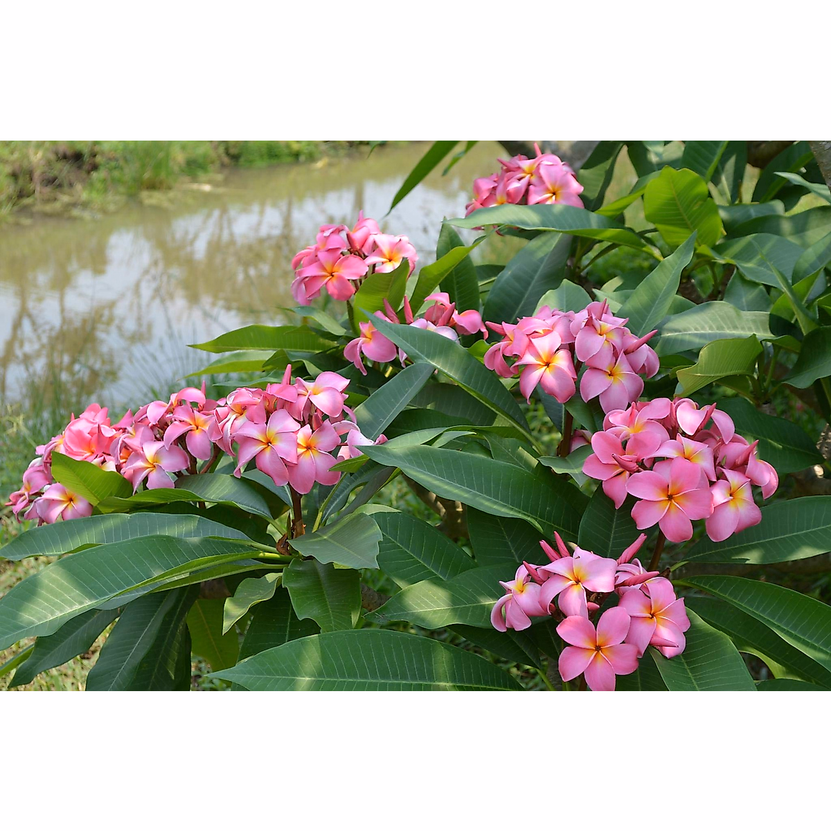 Hawaiian Pink Plumeria Frangipani 1 Cutting DL9