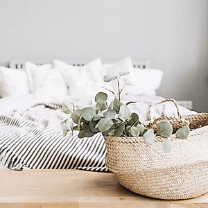 Park Seed Eucalyptus Seeds, Silver Dollar Plant, 50 Seeds per Pack