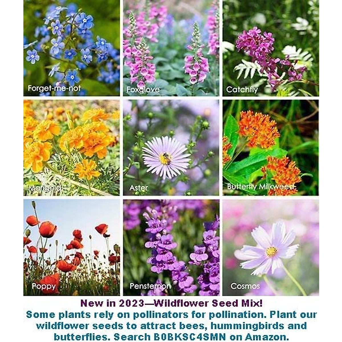 Special! Pole Bean Seeds for Planting Vegetables and Fruits-Chinese Green Bean Seeds 扁豆芸豆.French/Romano Pole Beans.Non GMO Garden Seeds for Home Vegetable Garden-30ct Helda Bean,15g