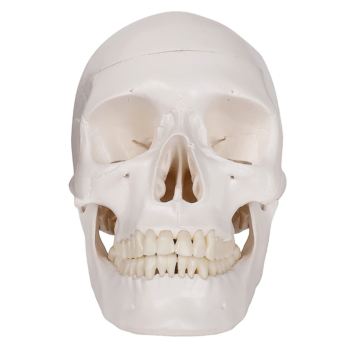 RONTEN Human Skull Model, Skull Anatomy Model, Life Size Replica Medical Anatomy Anatomical Adult Model with Removable Skull Cap and Articulated Mandible, Full Set of Teeth，7.2x4.2x4.95in