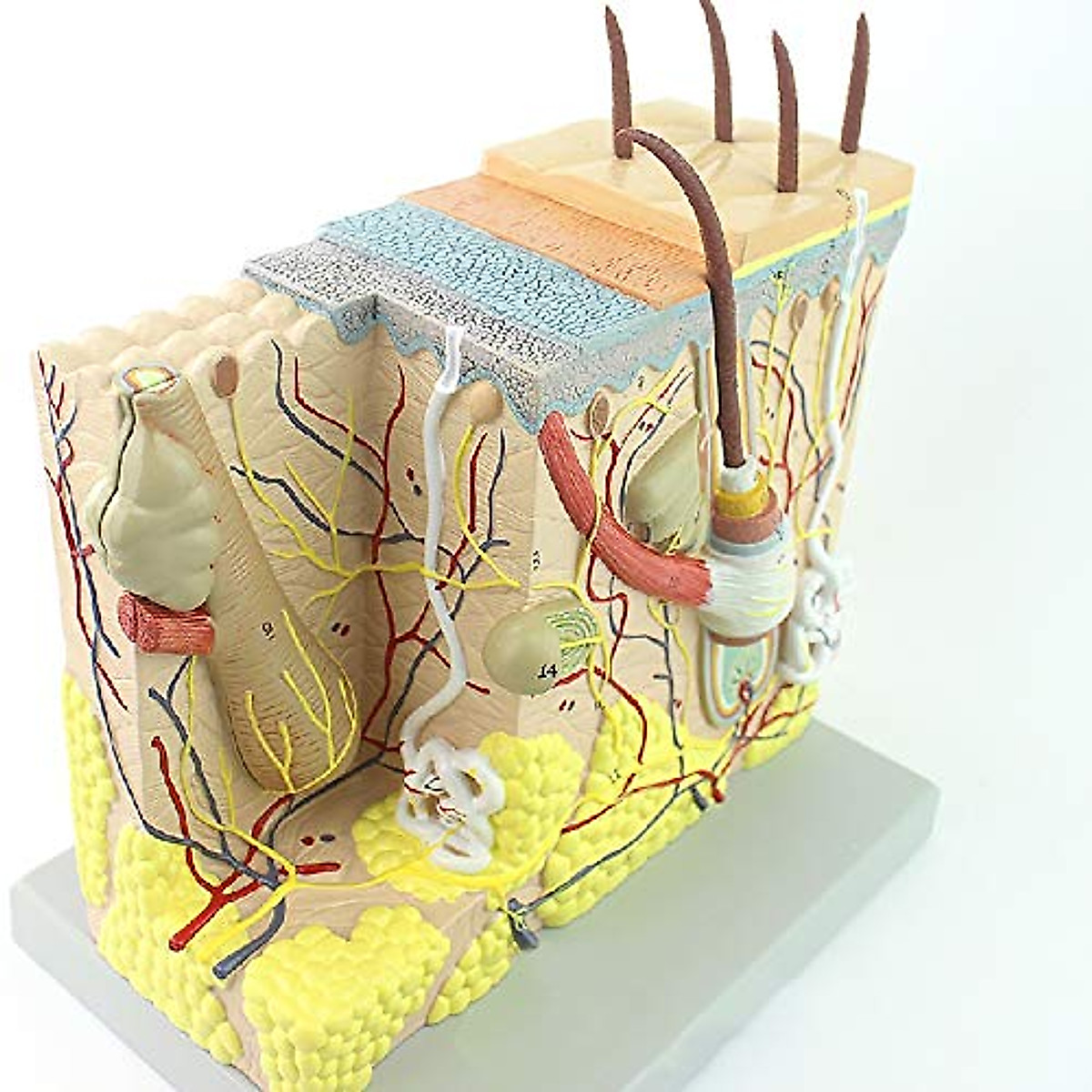 Teaching Model,Skin Anatomy Model, Skin Model, Enlarged Human Skin Anatomical Structure Model, Skin Beauty Plastic Face and Face Model for Biology Cosmetic Surgery Teachi
