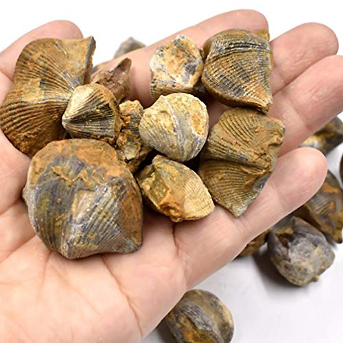 Baluue 2pcs Fossil Model Animal Skeleton Brachiopod Tail Fossil Ornaments for Home Office Decor Craft Classroom Teaching Prop 4X2cm