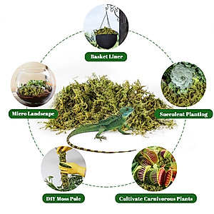 Lanccona Sphagnum Moss - 3 Quarts Dried Forest Moss for Orchid Moss Potting Mix Carnivorous Plants Succulents Reptiles Decorating Terrariums Potted Plant Propagation