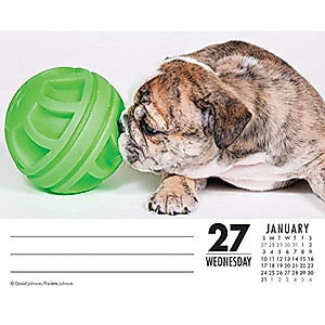 Just Bulldogs 2021 Box Calendar (Dog Breed Calendar)