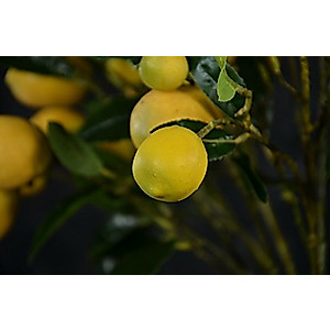 GiDiProtea Artificial Lemon Branch Yellow Vivid Artificial Fake Lemon Flower Home Party Garden Decoration 2Pcs 7 Lemons