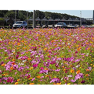 Garden State Parkway Wildflower Seeds - Annuals - Attracts Birds and Butterflies