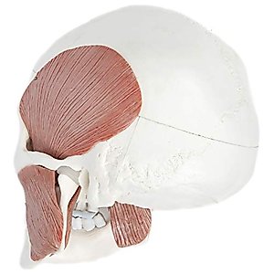 Axis Scientific 3-Part Human Skull Model with Masticatory Muscles, Life Size Skull Cast from Real Human Bones Shows Range of Motion of Jaw