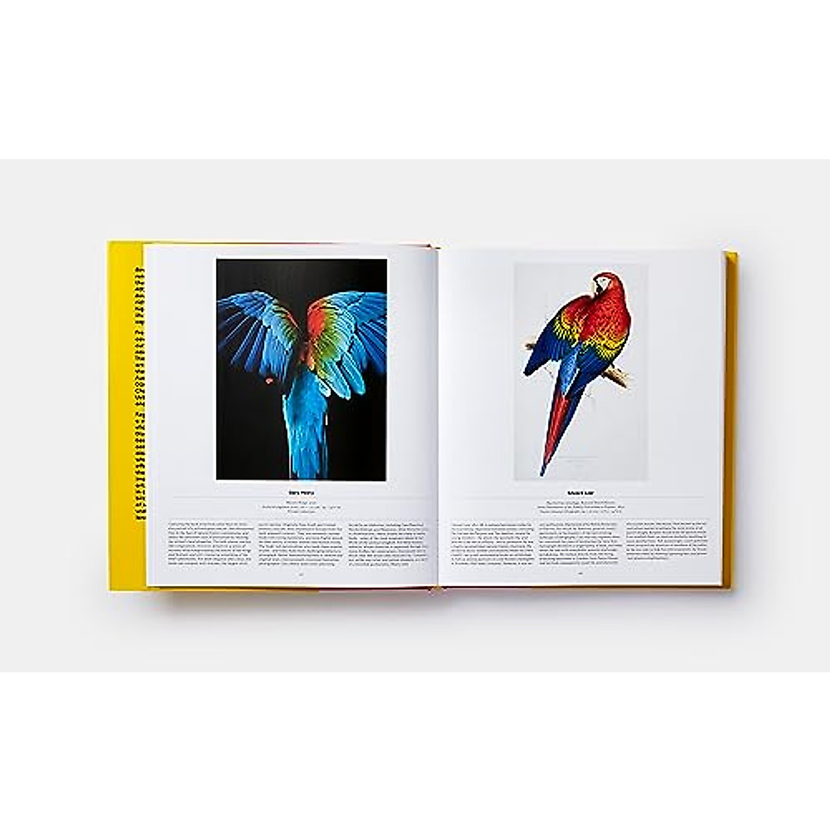 Bird: Exploring the Winged World