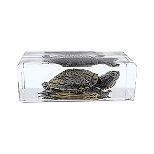 Cherish XT Real Marine Animal Trachemys scripta elegans Tortoise Specimen Paperweight Animal Science Classroom Specimen for Science Education