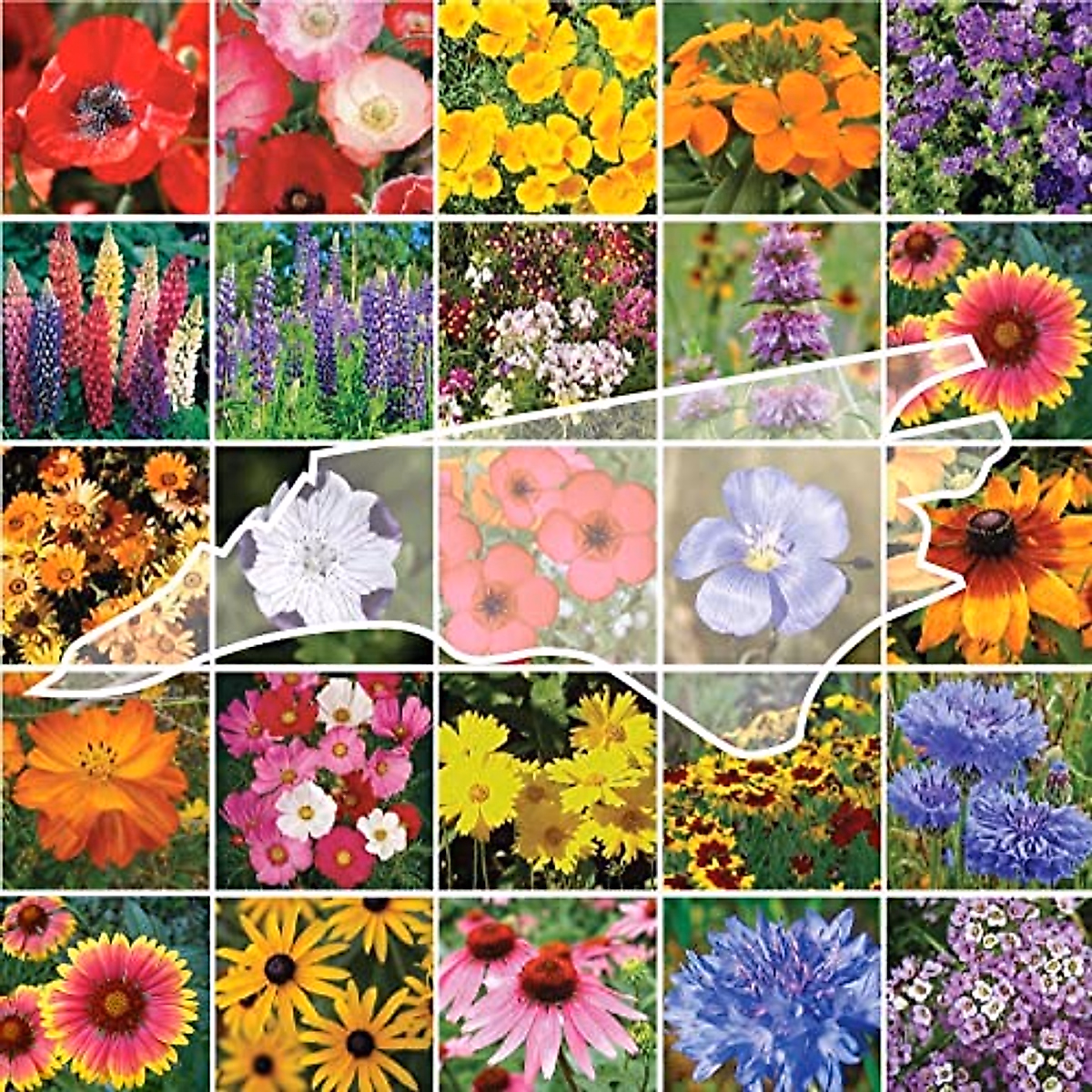North Carolina Wildflower Seed Mix - 1/4 Pound - Mixed Wildflower Seeds, Attracts Bees, Attracts Butterflies, Attracts Hummingbirds, Attracts Pollinators, Easy to Grow & Maintain, Cut Flower Garden
