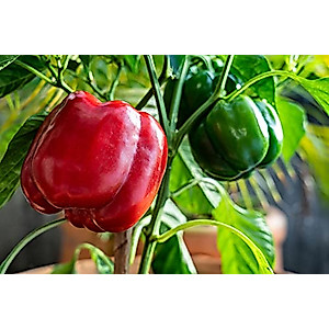 Yolo Wonder L Red Sweet Bell Pepper Seeds for Planting, 100+ Heirloom Seeds Per Packet, (Isla's Garden Seeds), Non GMO Seeds, Botanical Name: Capsicum annuum, Great Home Garden Gift