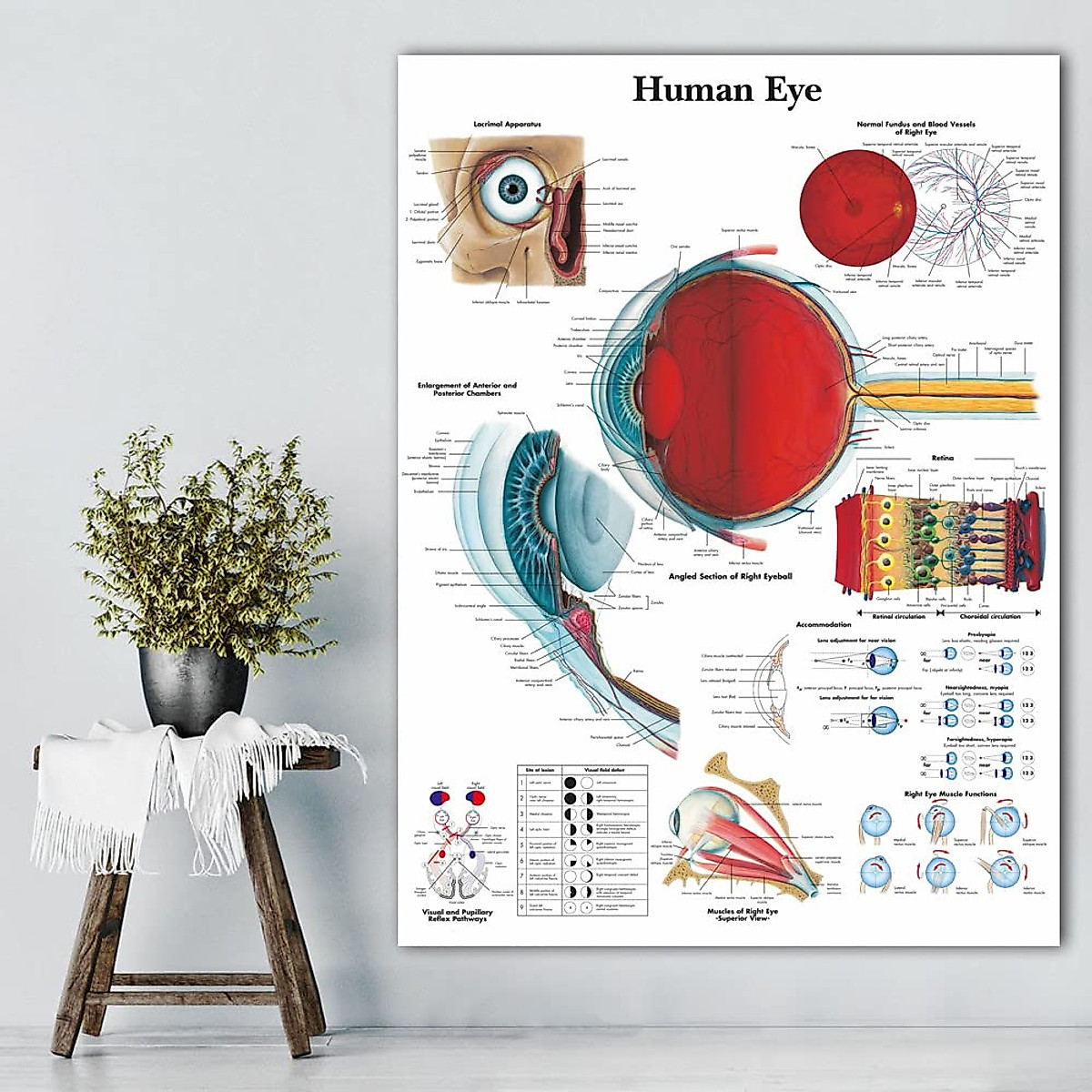 Anatomy Posters - Spinal Nerves Anatomical Chart - Anatomy and Physiology Study Tools - Human Body Medical Posters - Human Anatomy Poster for Clinic Office Medical Graduate Dorm - 20x28 inch Unframed