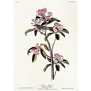 Cuvier's Regulus. From"The Birds of America" (Amsterdam Edition)