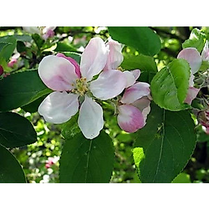 European/French Crab Apple Tree Seeds, 20 Apple Seeds Per Packet, (Isla's Garden Seeds), Non GMO Seeds, Botanical Name: Malus sylvestris, 98% Germination Rates