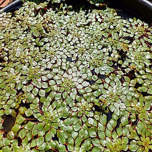 Mainam Mosaic Plant Ludwigia Sedoides Bundle US Nursery Live Aquarium Plants Decorations Freshwater Fish Tank Aquatic Plant3 Days Pond Tropical