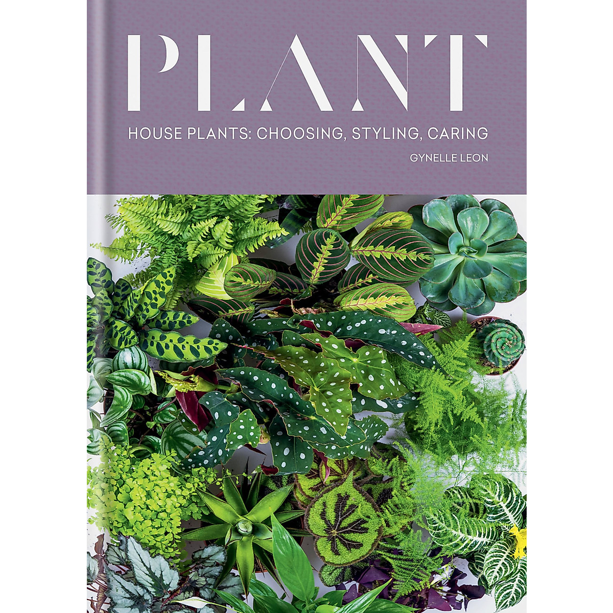 Plant: House plants: choosing, styling, caring