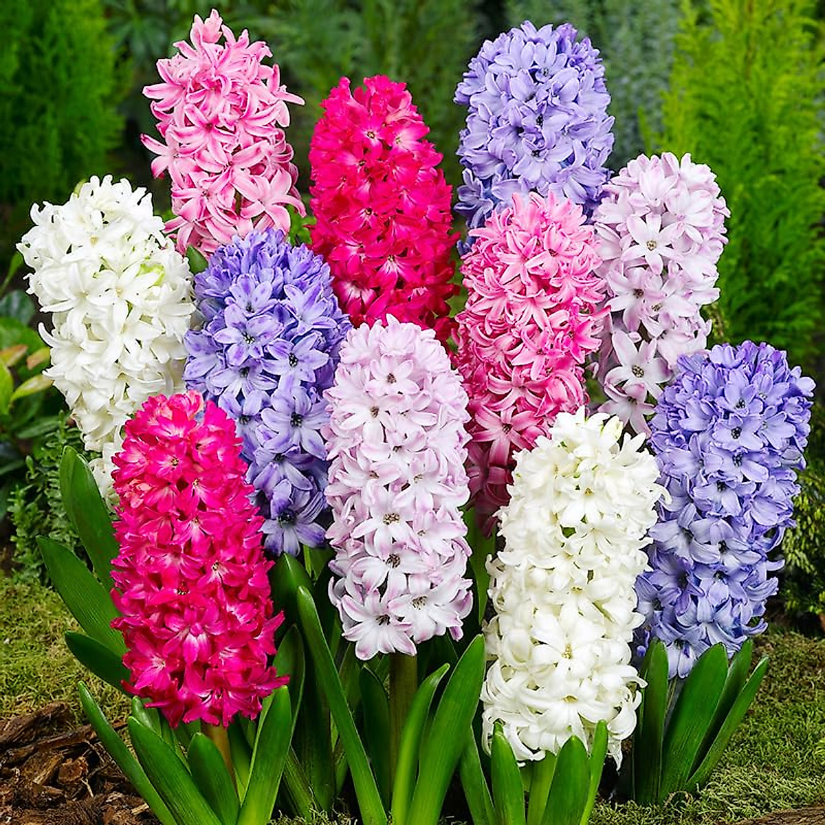 Mixed Color Hyacinth Bulbs - 12 Bulbs - Fragrant Hyacinths
