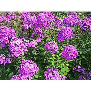 Tall Purple Phlox Paniculata Garden Summer Native Hummingbird Flower jocad (10 Seeds)