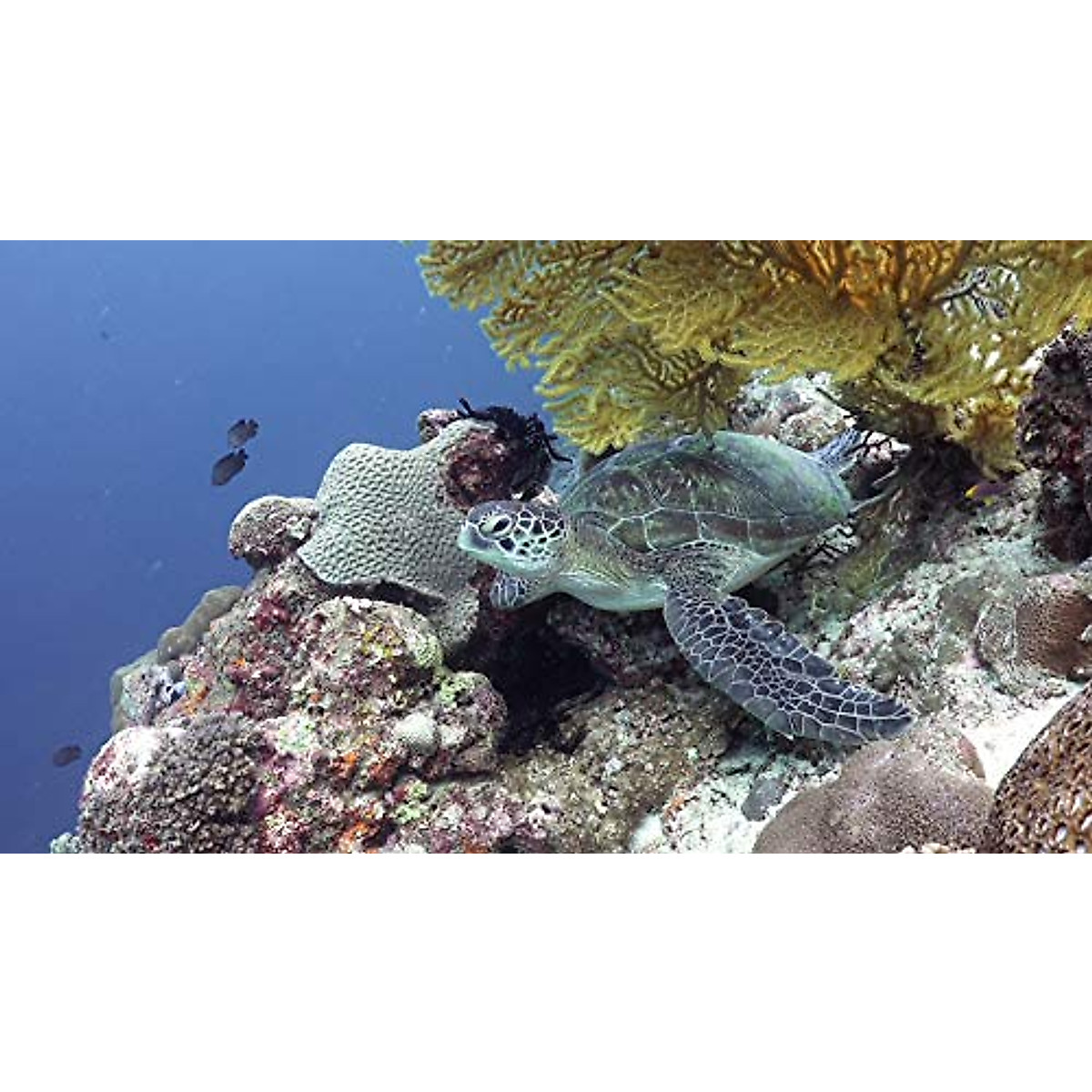 Ocean and Underwater DVD - Under And Above The Pacific Ocean - Fly Over Tropical Paradise - Row over Coral Reefs and Dive With The Turtles