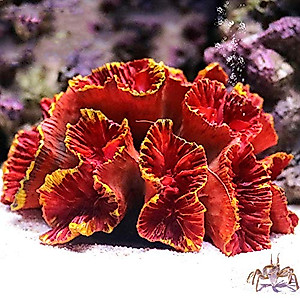 Danmu 1Pc of Polyresin Coral Ornament, Aquarium Coral Decor 3 1/10" x 2 1/3" x 1 9/10" for Fish Tank Aquarium Decoration
