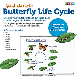 Learning Resources Butterfly Life Cycle, 9 Write and Wipe Pieces, Classroom Accessories, Teaching Aids, Ages 5+
