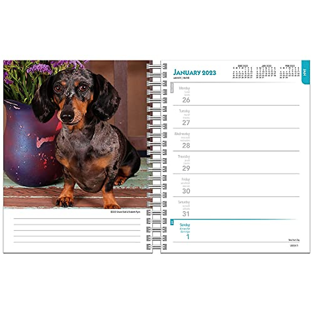Dachshunds | 2023 6 x 7.75 Inch Spiral-Bound Wire-O Weekly Engagement Planner Calendar | New Full-Color Image Every Week | BrownTrout | Animals Dog Breeds Pets